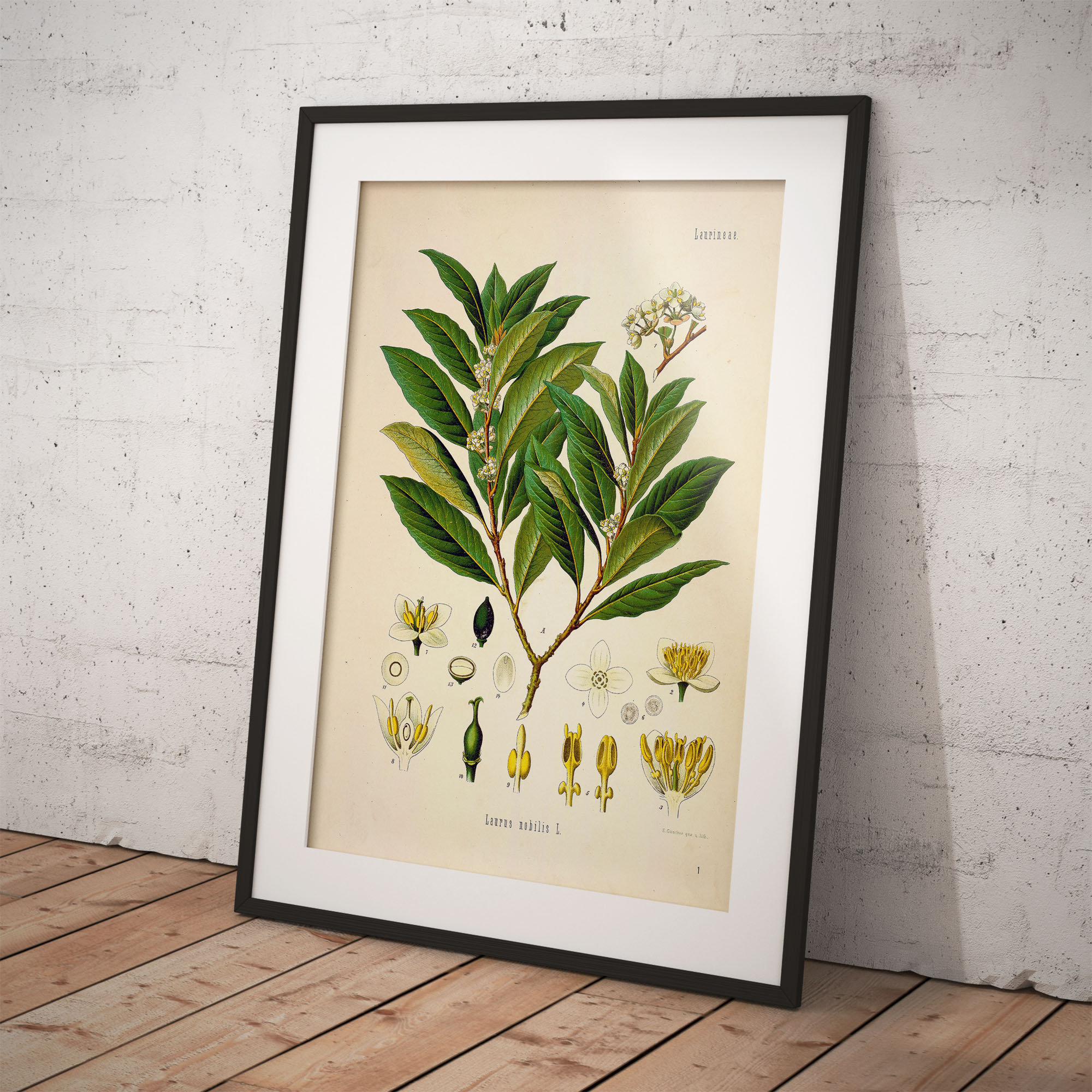 Laurel - Vintage Image of Laurus Nobilis From an Old Book - Köhlers ...