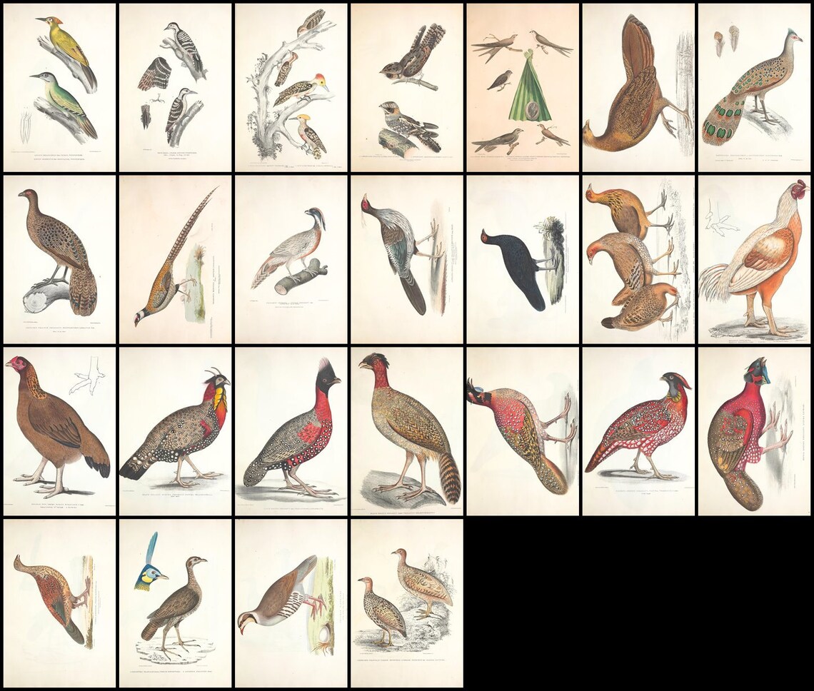 100 Beautiful Vintage Animal Drawings From Old 1835 Zoology - Etsy