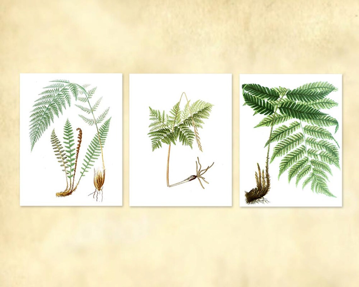 14 Water-color Drawings of Beautiful Ferns From Nature - High Res ...