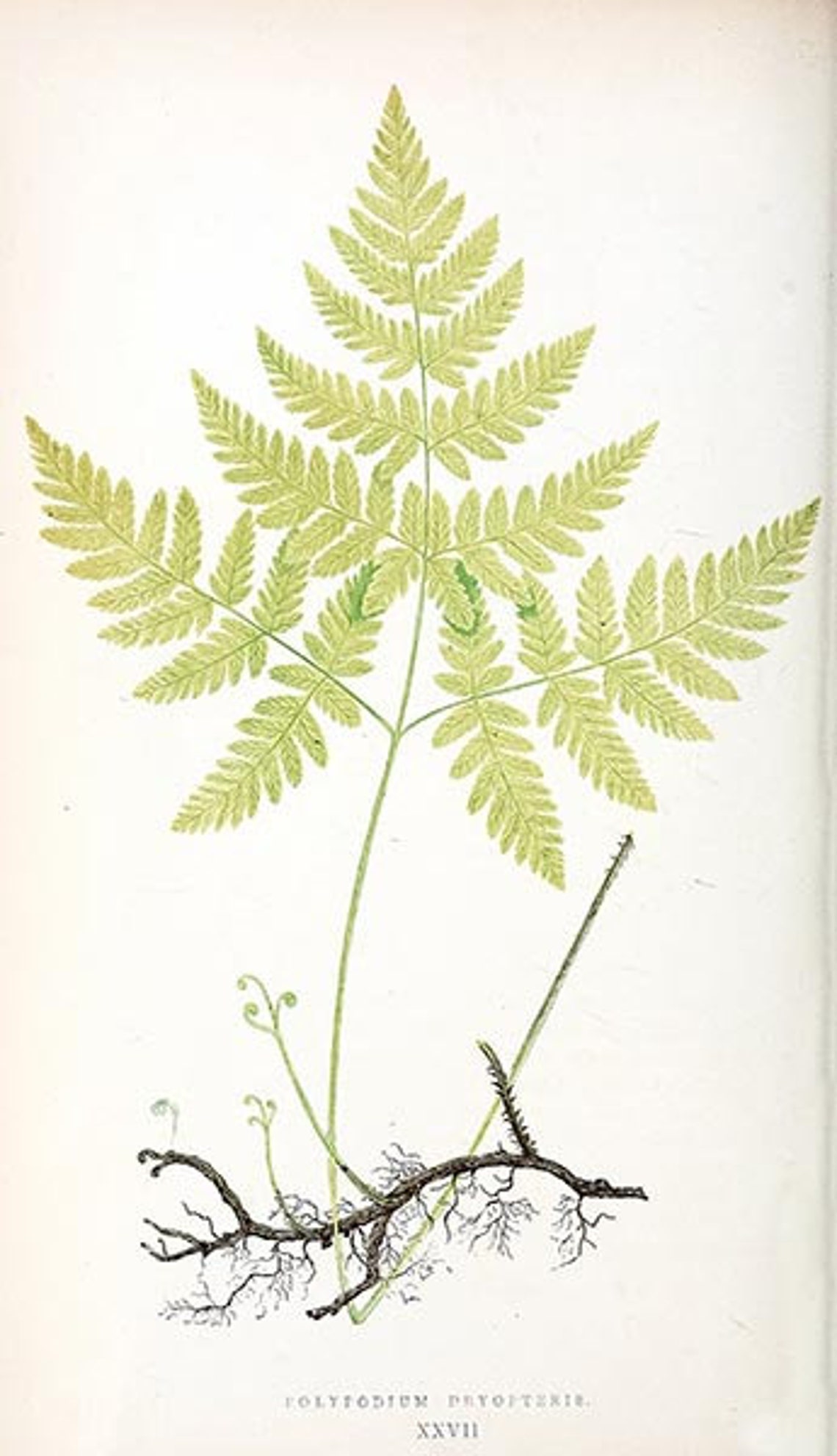 48 Beautiful Fern Illustrations British and Exotic From an - Etsy