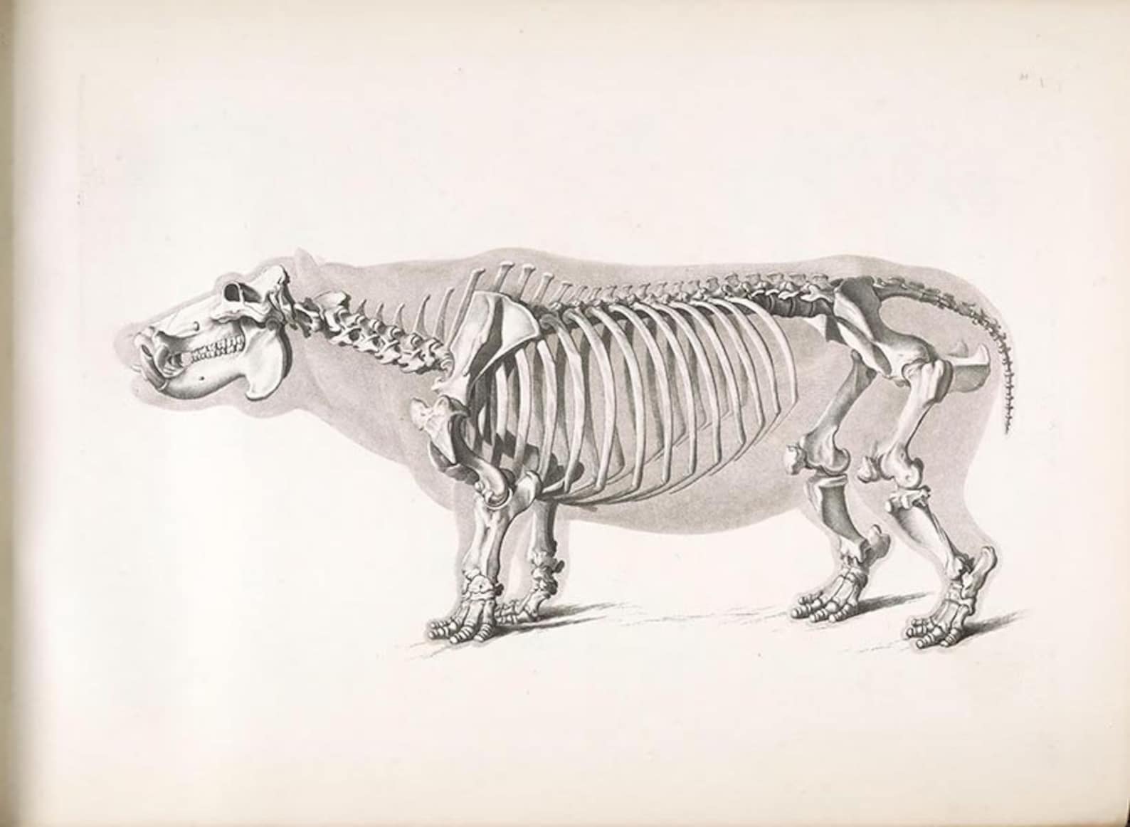 55 Vintage Illustrations of Comparative Osteology Animal - Etsy