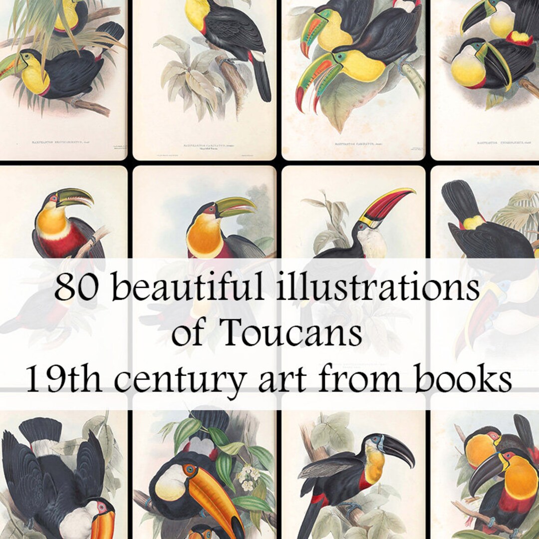 80 Beautiful Illustrations of Toucans - 19th Century Art From Books ...