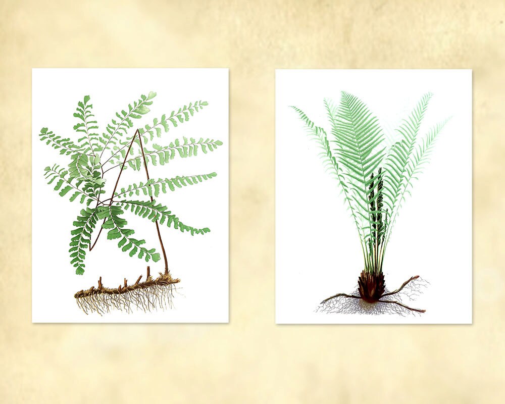 14 Water-color Drawings of Beautiful Ferns From Nature - High Res ...