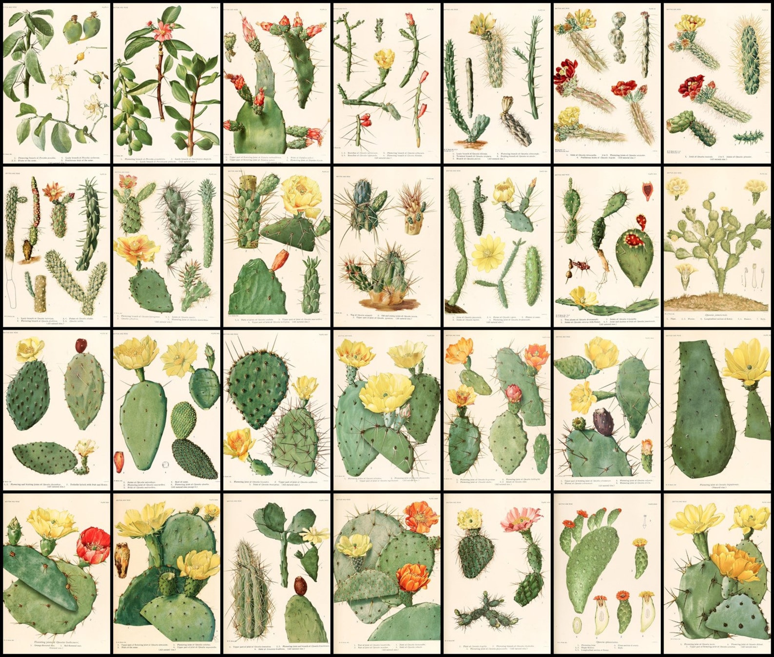 106 Old and Beautiful Vintage Cactus Drawings the Cactaceae - Etsy