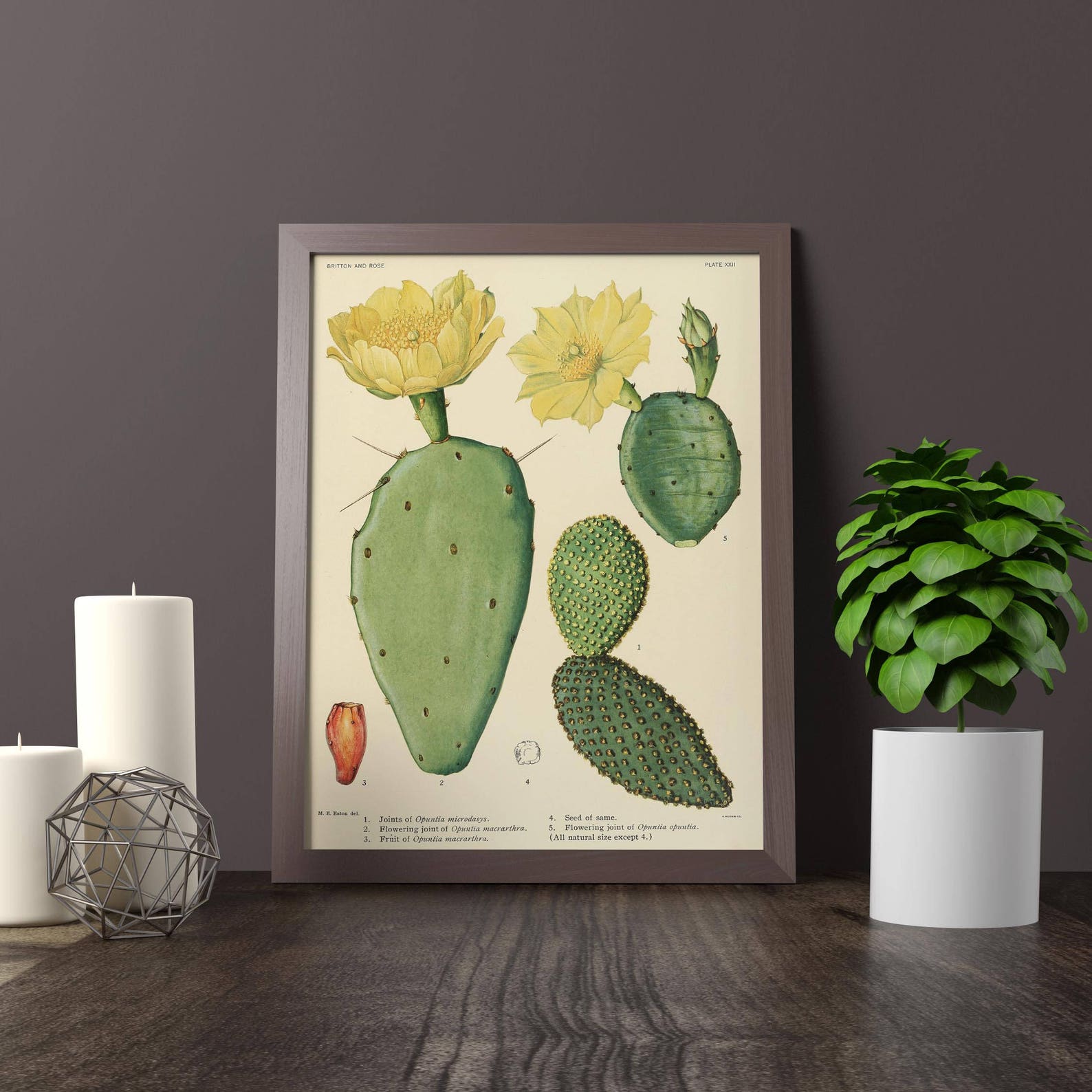 106 Old and Beautiful Vintage Cactus Drawings - the Cactaceae, Botanic ...