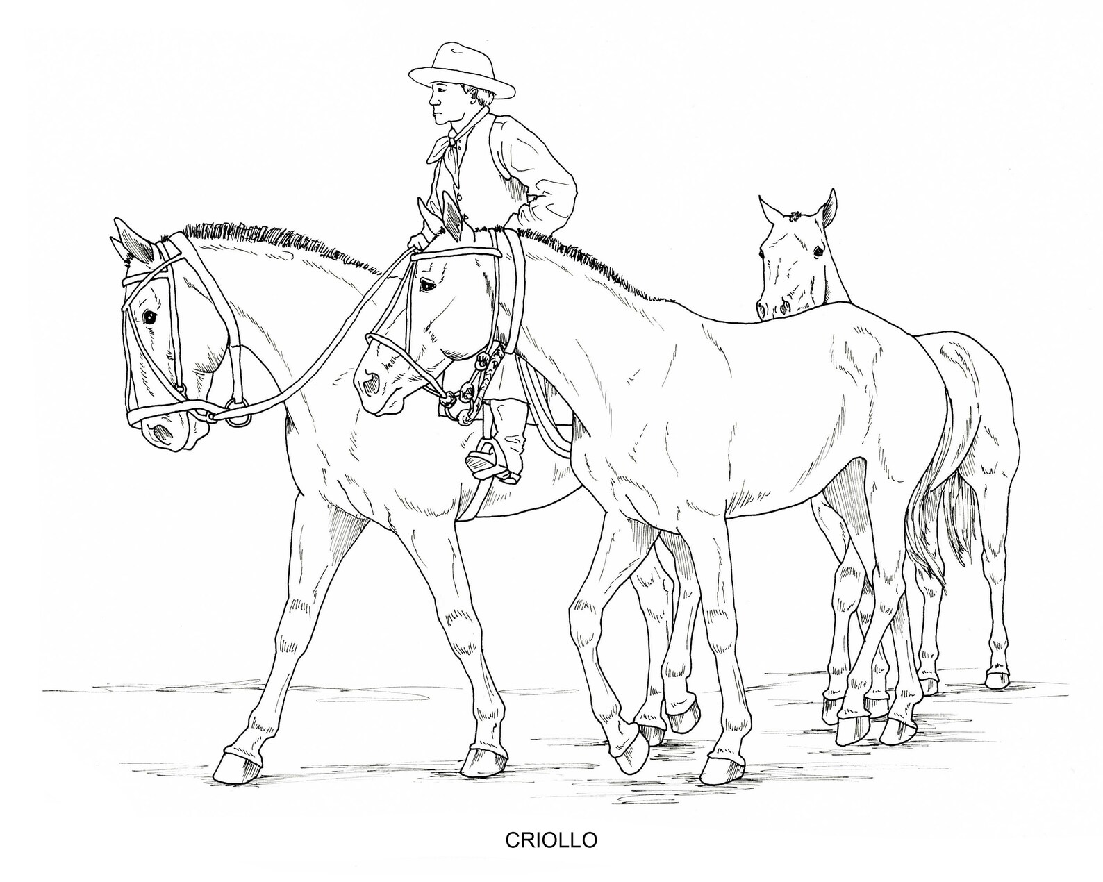 PRINTABLE Set of 10 Horse Breed Coloring Pages - Digital Download - Etsy