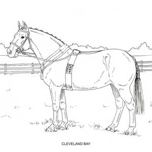 PRINTABLE Set of 10 Horse Breed Coloring Pages - Digital Download - Etsy