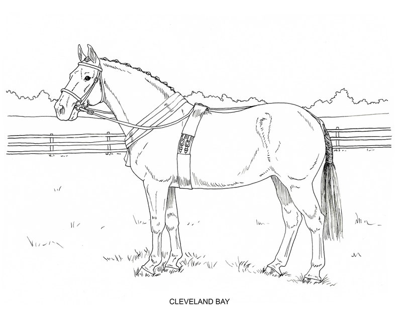 PRINTABLE Set of 10 Horse Breed Coloring Pages Digital - Etsy Canada