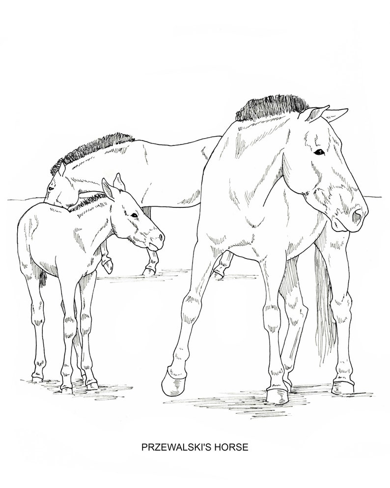 PRINTABLE Set of 10 Horse Breed Coloring Pages #2- Digital Download - Etsy