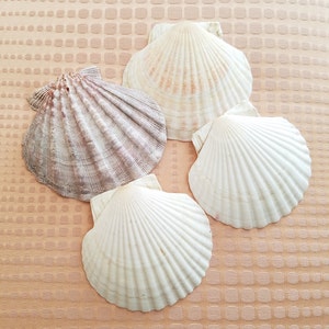 Natural Scallop Seashells for Baking Broiling Japan Sourced Set of 4 ...