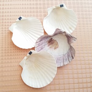 Natural Scallop Seashells for Baking Broiling Japan Sourced Set of 4 ...
