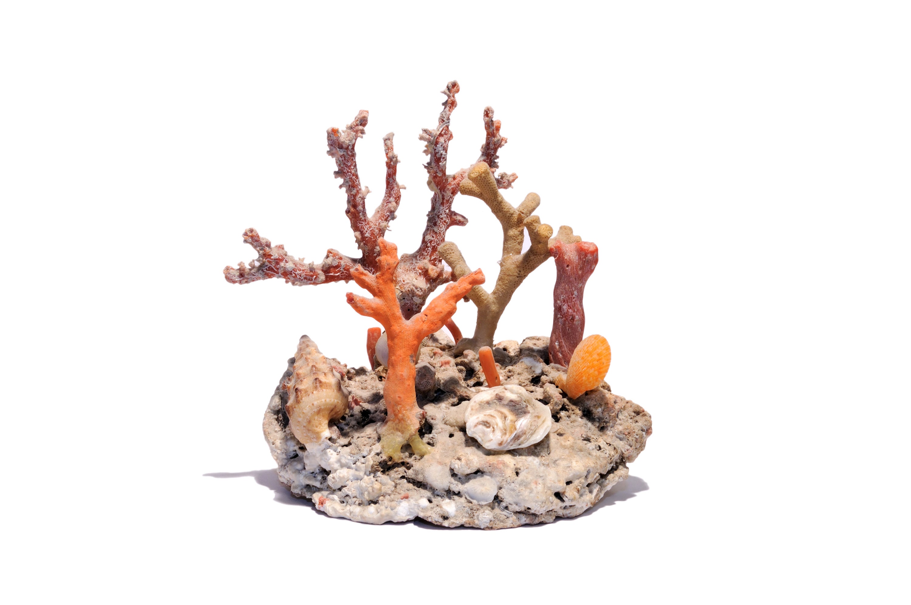 Unique Shape Good Luck Red Coral Charms 1.45inches Coral Horn cornetto ...