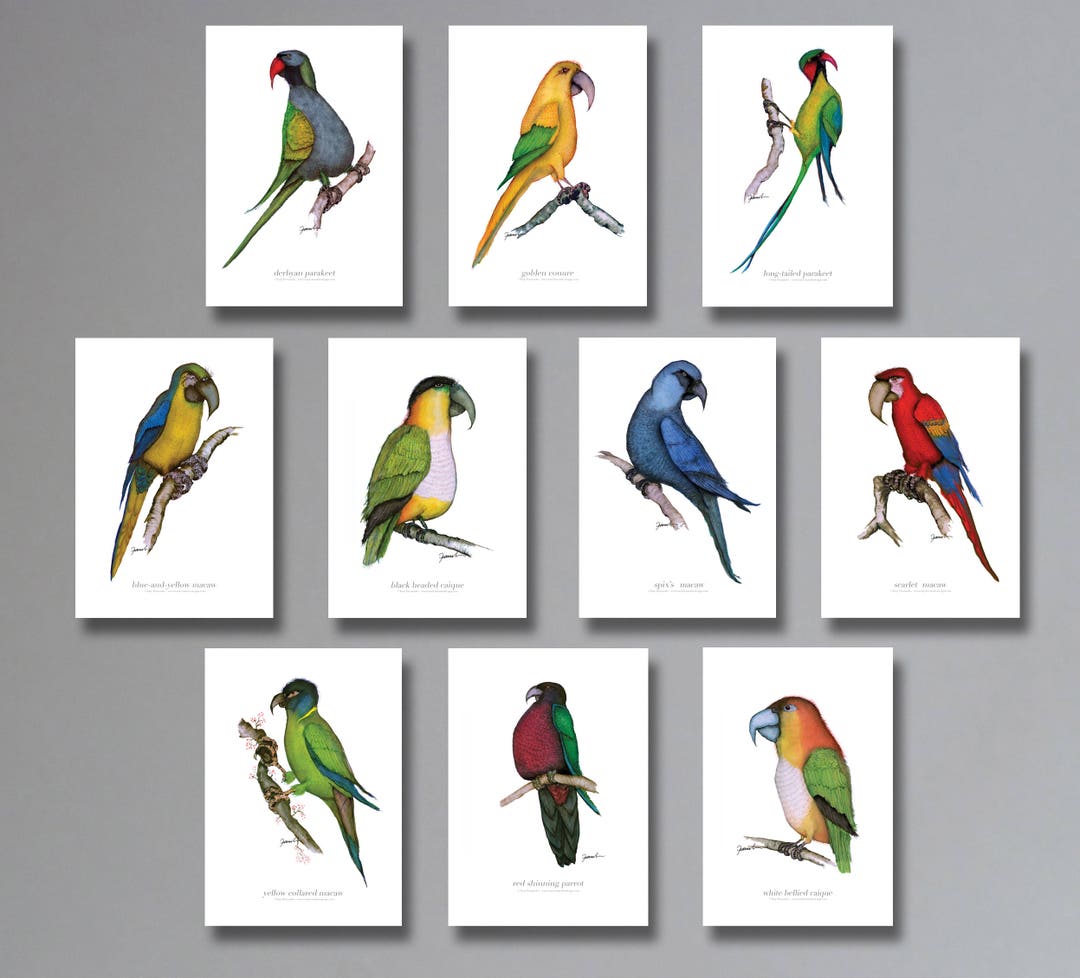 Set of 10 A4 Fun Parrot Prints (unframed) - Etsy