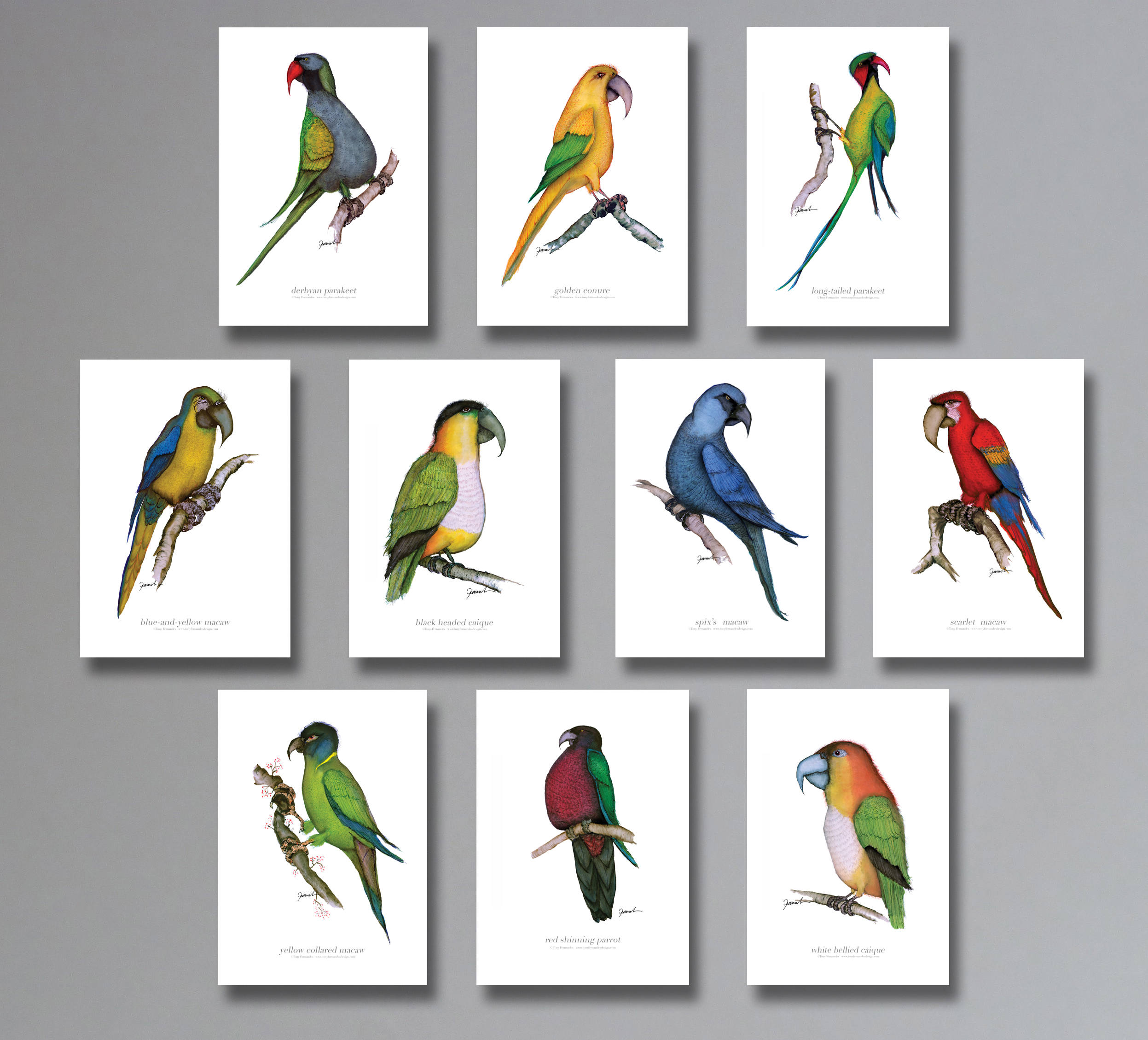 Set of 10 A4 Fun Parrot Prints (unframed) - Etsy UK