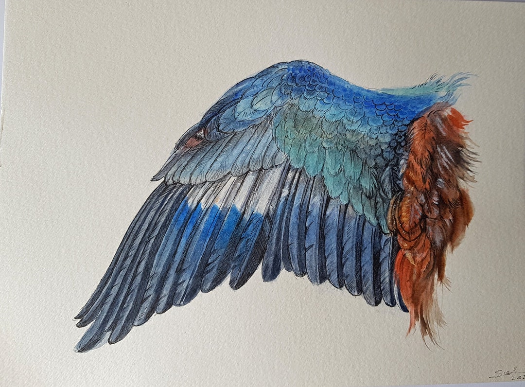 Reproduction of a Watercolor by Dürer Wing of a European Roller - Etsy