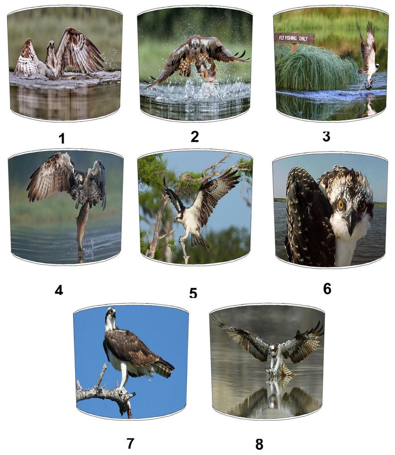 Bird of Prey Osprey Drum Lampshade for Ceilng Light Pendant Table Lamp ...
