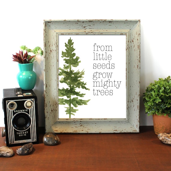 Small Trees With Seeds