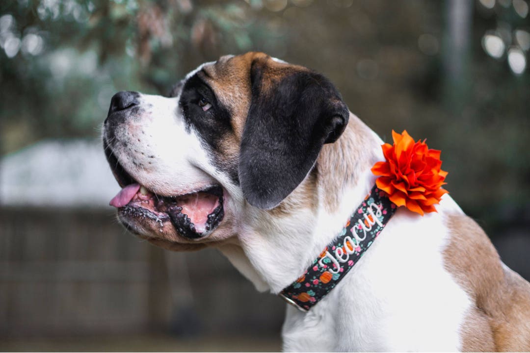 Fall Dog Collar, Embroidered Dog Collar, Personalized Dog Collar ...
