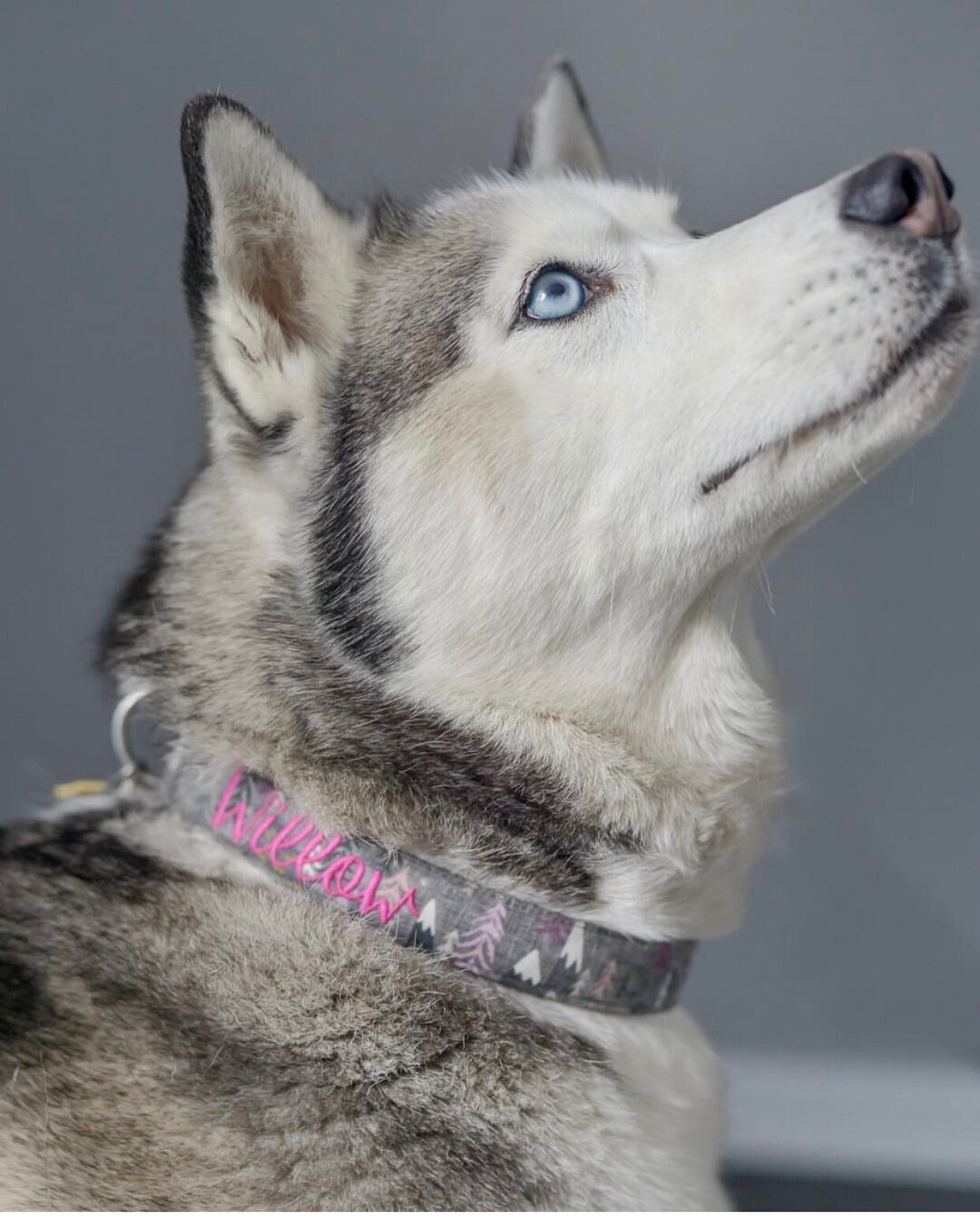 Winter Dog Collar, Embroidered Dog Collar, Personalized Dog Collar, Dog ...