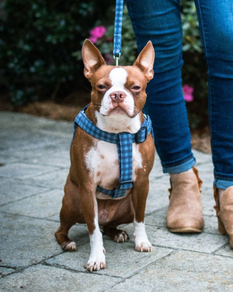 Step in Harness, Step-in Harness, Dog Harness, Step-in Dog Harness ...