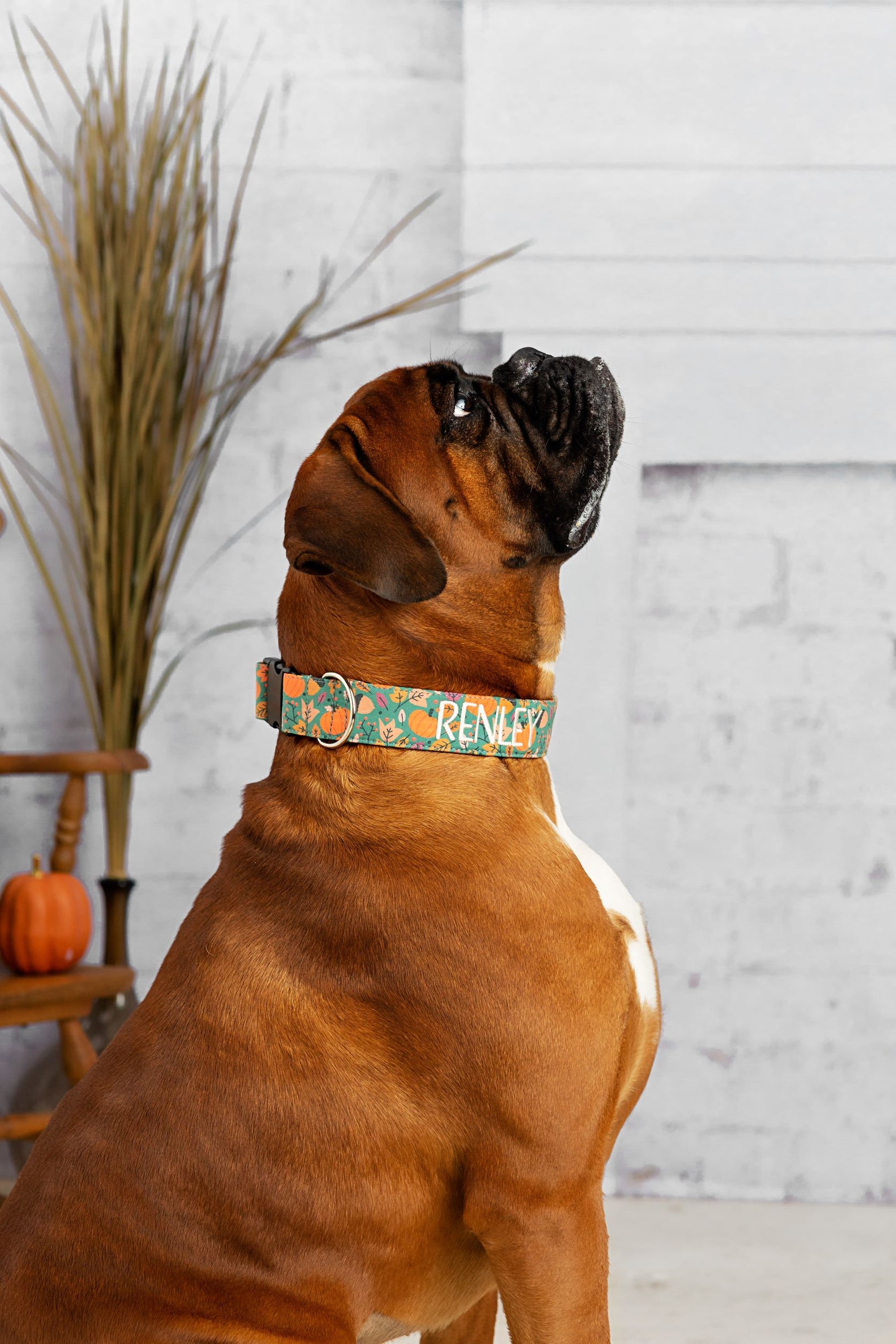 Fall Dog Collar, Autumn Dog Collar, Pumpkin Dog Collar, Embroidered Dog ...