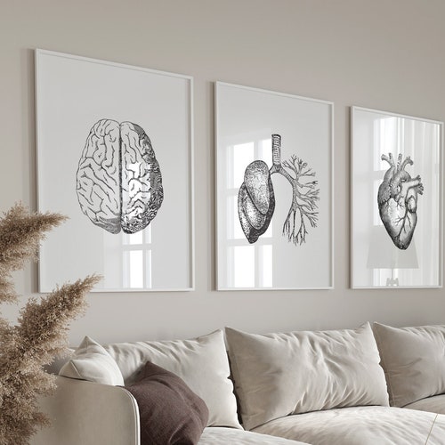 Set of 3 Prints Brain Lungs Heart Anatomical Wall Art - Etsy