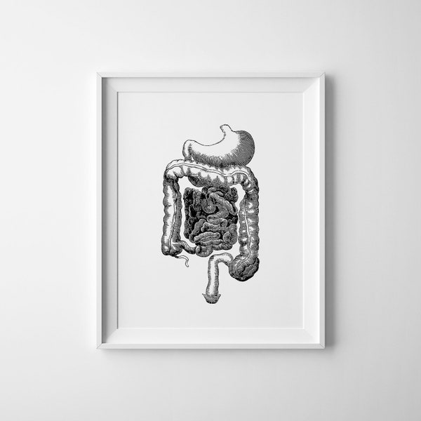 Digestive System Poster - Etsy