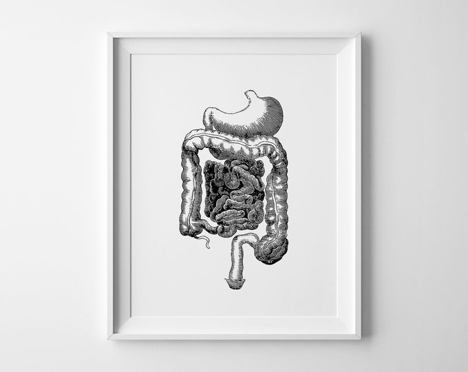 The Digestive System Poster, Anatomy Poster, Classroom Poster, Organs ...