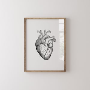 Anatomical Heart Print, Vintage Medical Art, Heart Wall Art, Anatomy ...