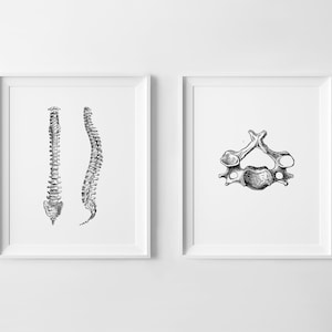 Spine Anatomy Wall Art Set Vertebral Column Art Vertebra - Etsy