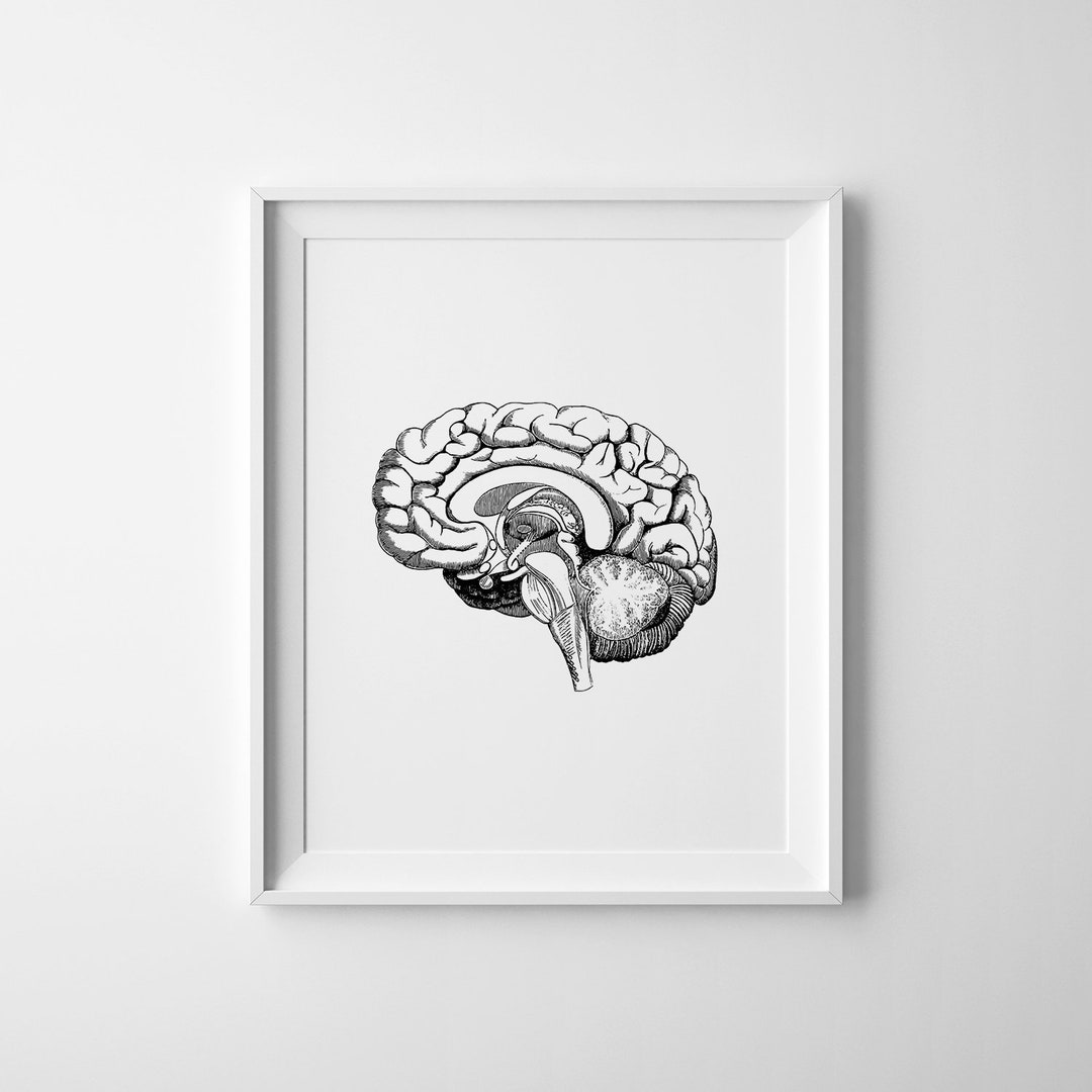 Brain Anatomy Print, Human Anatomy Art, Anatomical Poster, Vintage ...