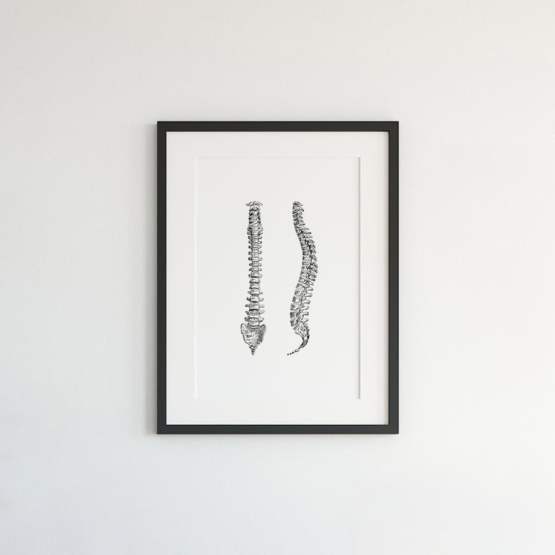 Spine Anatomy Poster Vertebral Column Print Spinal Anatomy - Etsy