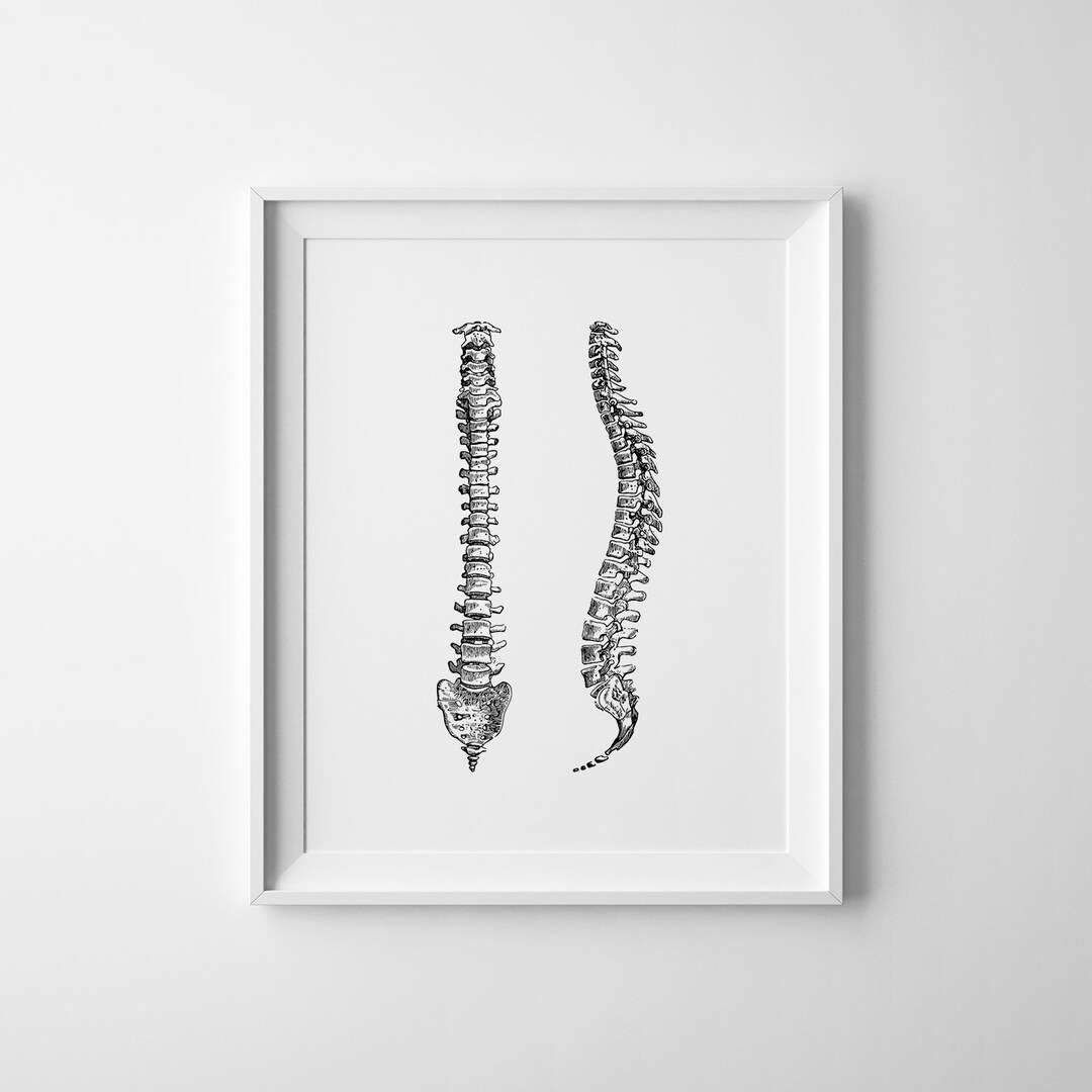 Spine Anatomy Poster, Vertebral Column Print, Spinal Anatomy Art ...
