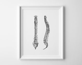 SPINE POSTER, Spinal Column, Human Spine, Anatomy Art, Vertebral Column ...