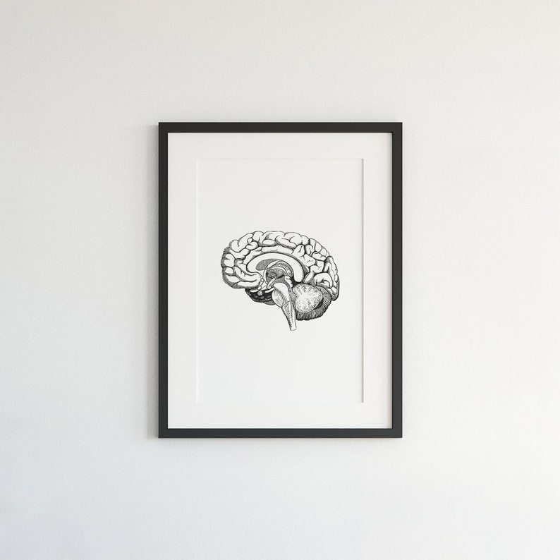 Brain Anatomy Print Human Anatomy Art Anatomical Poster - Etsy