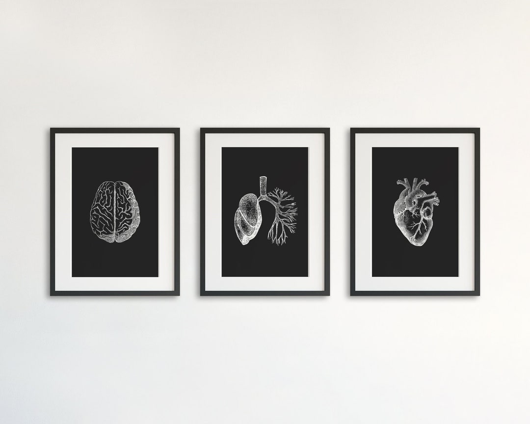 Anatomy Wall Art, Set of 3 Prints, Brain, Lungs, Heart, Human Anatomy ...