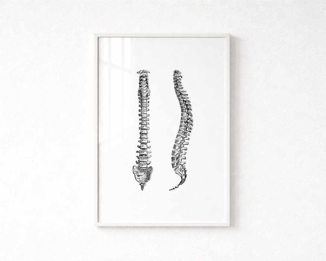 Spine Anatomy Poster, Vertebral Column Print, Spinal Anatomy Art ...