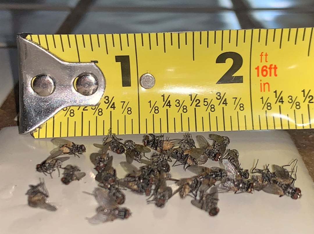 Real House Flies 25 Ct - Etsy