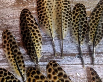 Rare Bird Feathers - Etsy