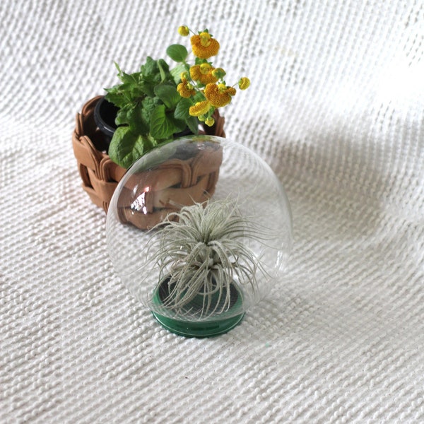Glass Cloche Plants - Etsy