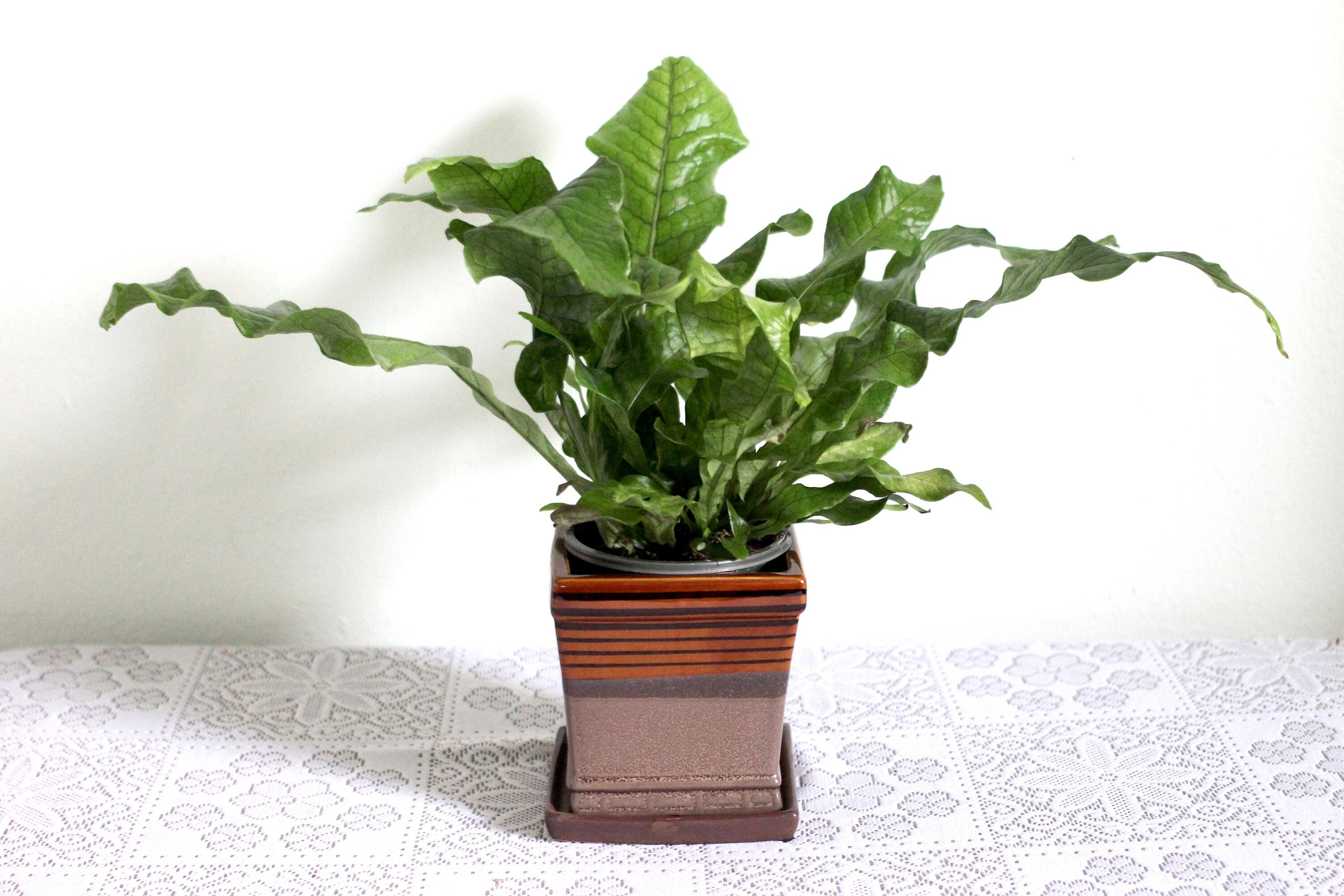 Pottery Planter Striped Planter Pottery Houseplant - Etsy