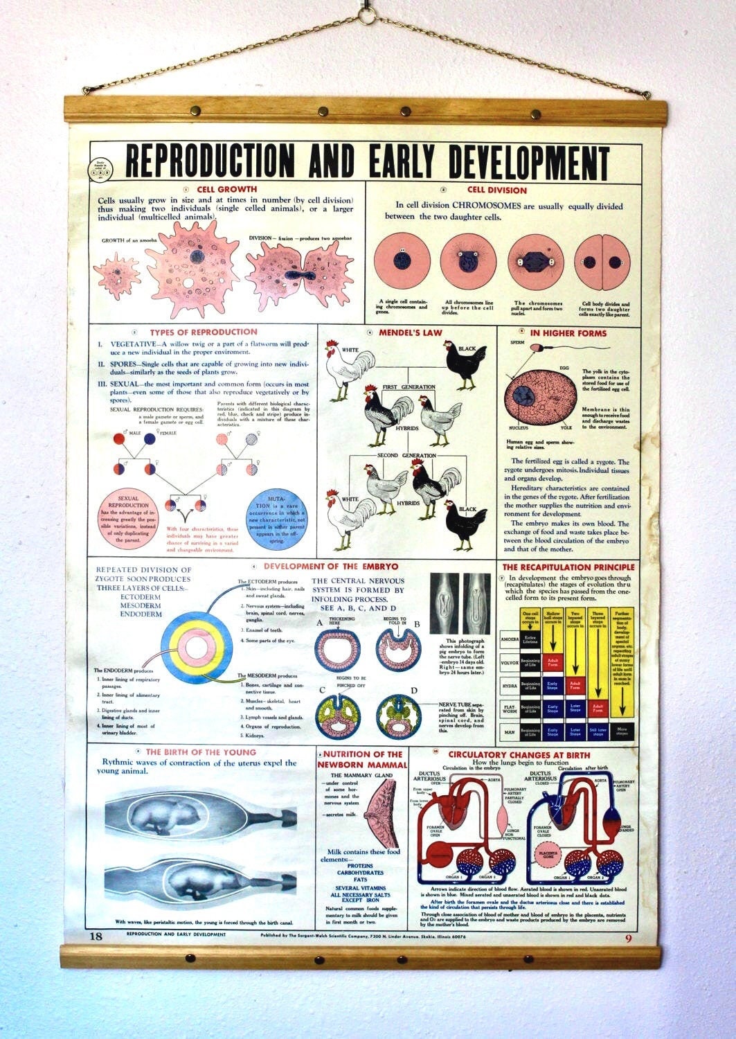 Vintage Science/classroom Poster Reproduction and Early | Etsy