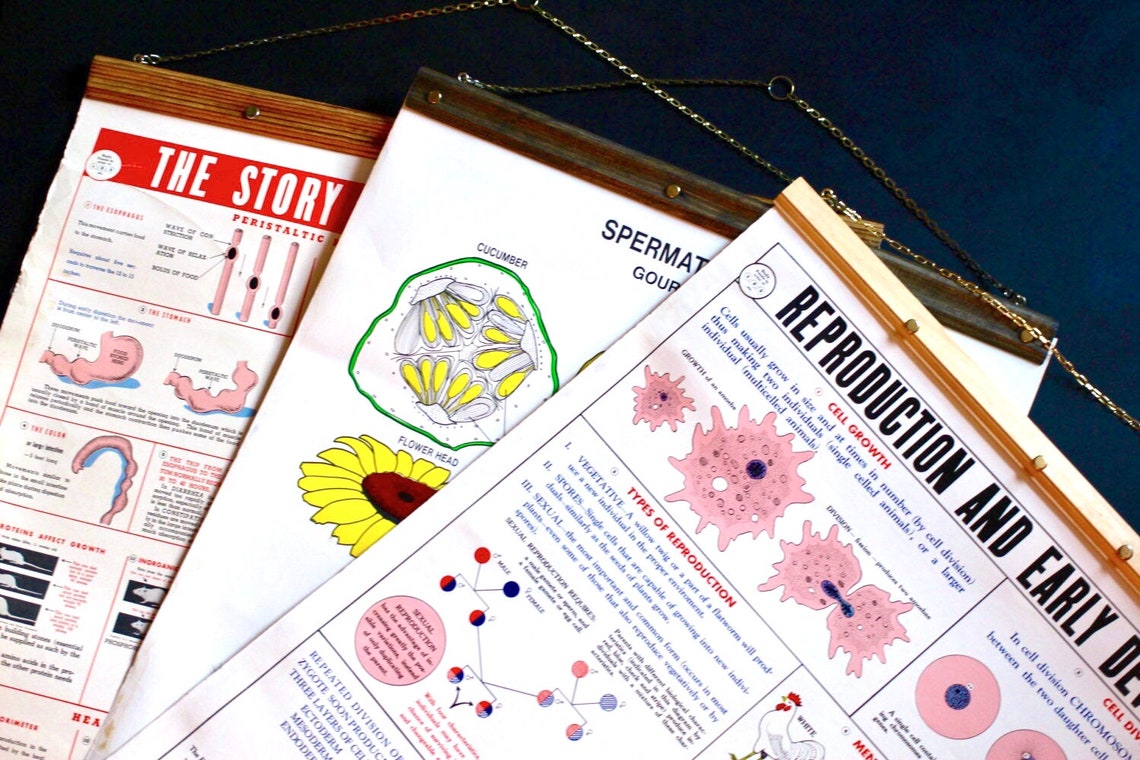 Vintage Science/classroom Poster Reproduction and Early | Etsy