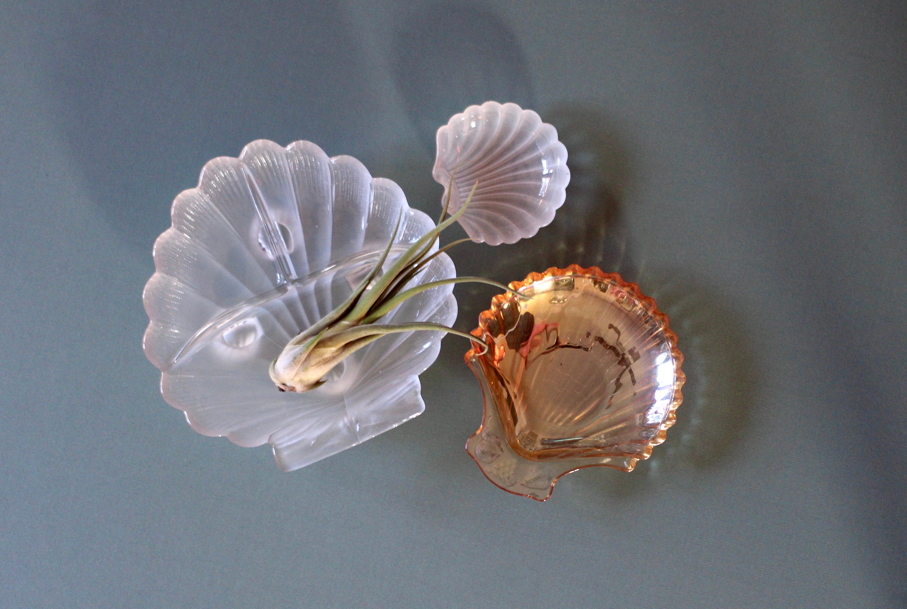 Frosted shell dish glass shell shell divided dish shell | Etsy