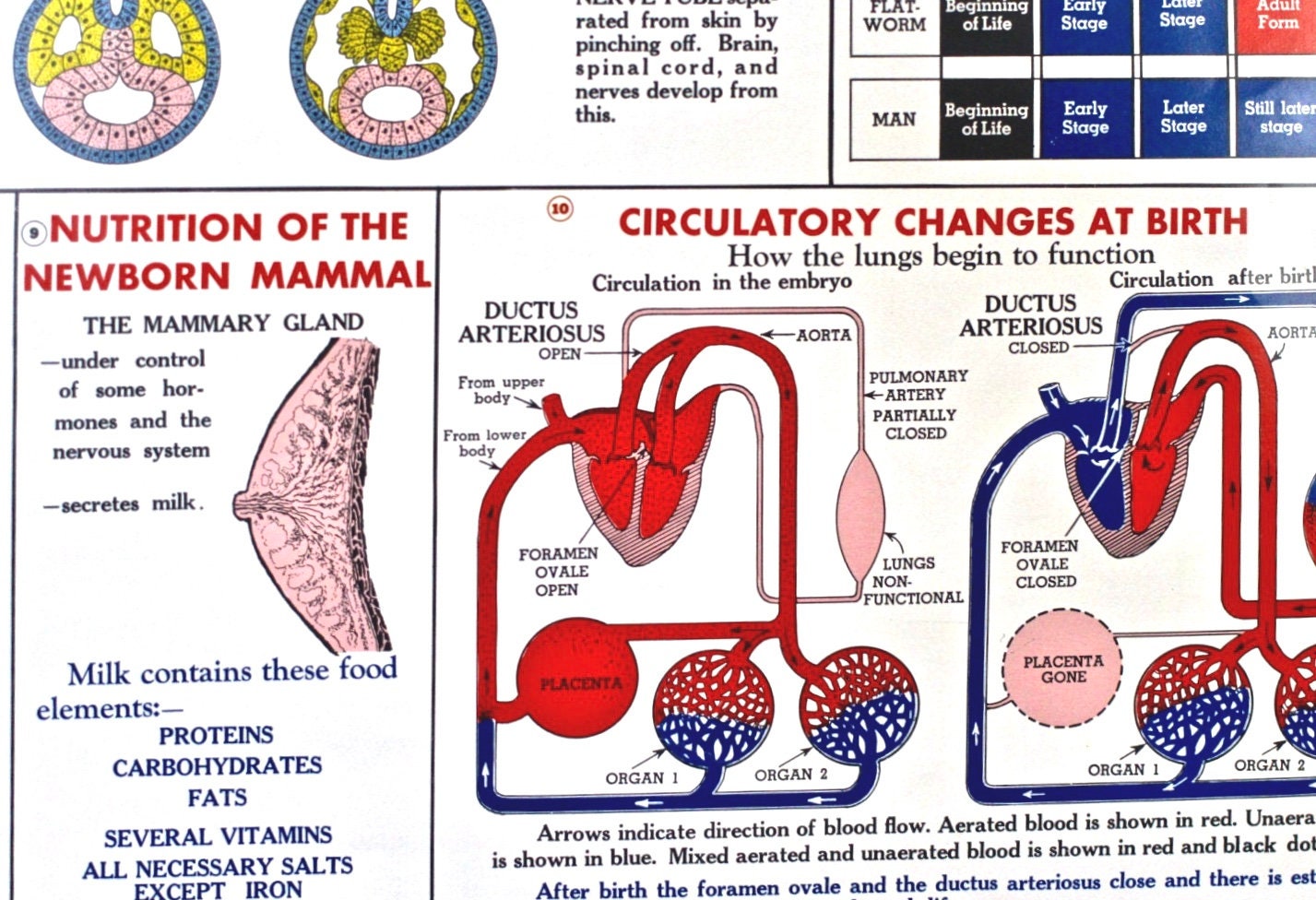 Vintage Science/classroom Poster Reproduction and Early | Etsy