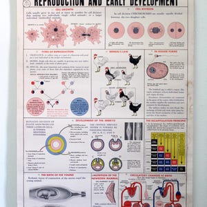 Vintage Science/classroom Poster - Reproduction and Early Development ...