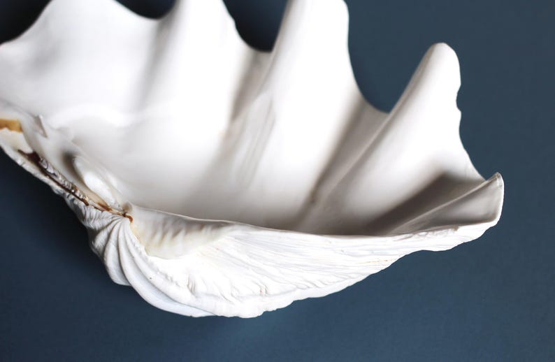 Natural Tridacna Giant Clam Shell - Large Seashell Bowl - Shell Decor ...