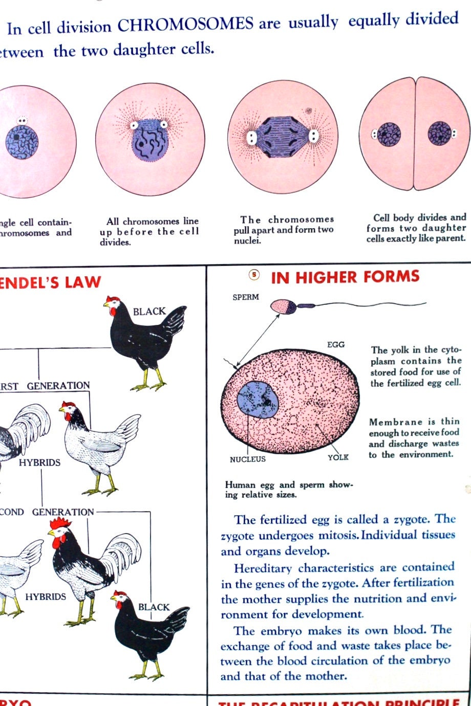 Vintage Science/classroom Poster Reproduction and Early | Etsy