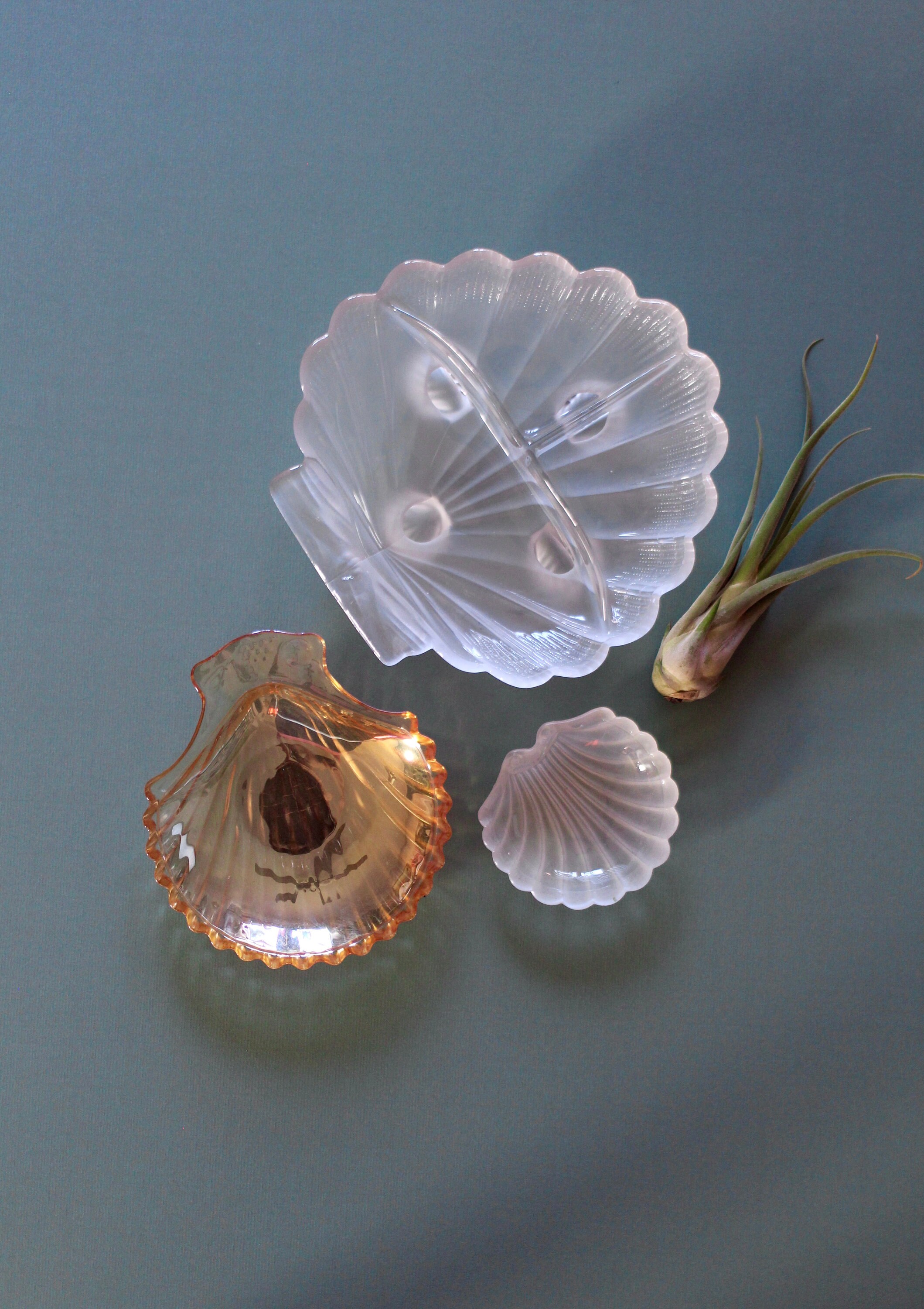 Frosted shell dish glass shell shell divided dish shell | Etsy