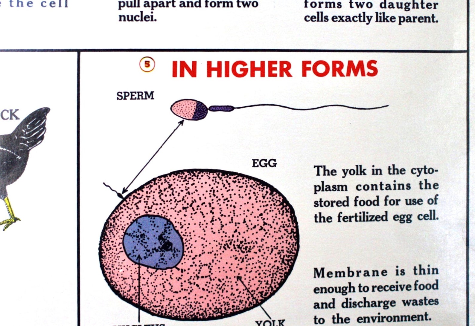 Vintage Science/classroom Poster Reproduction and Early - Etsy